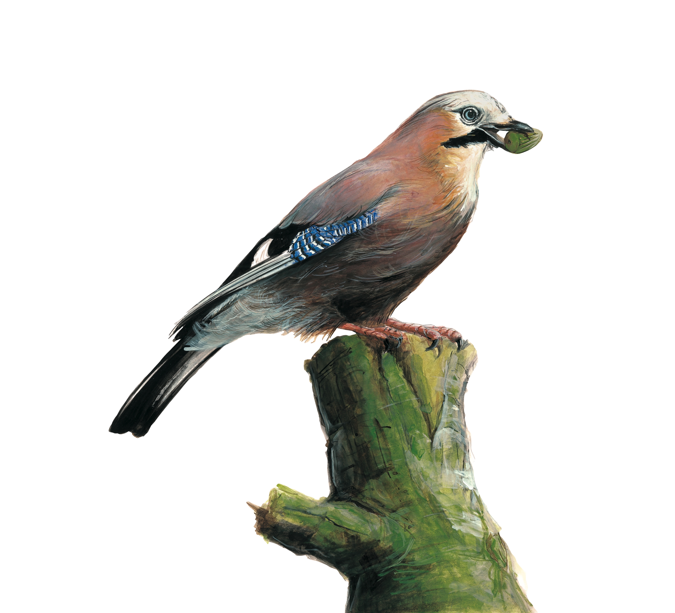 Garrulus glandarius | Bio-Scène.org