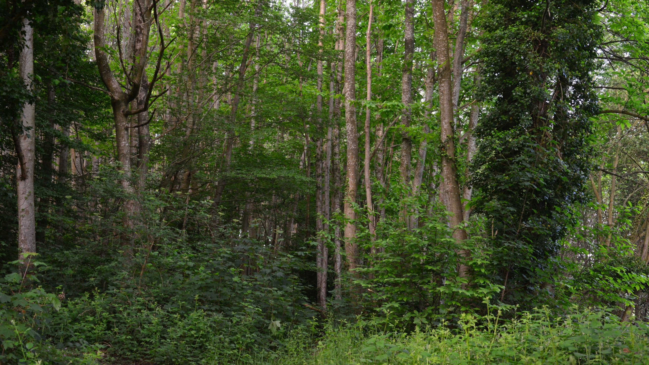 Les Forêts tempérées décidues et mixtes | Bio-Scène.org