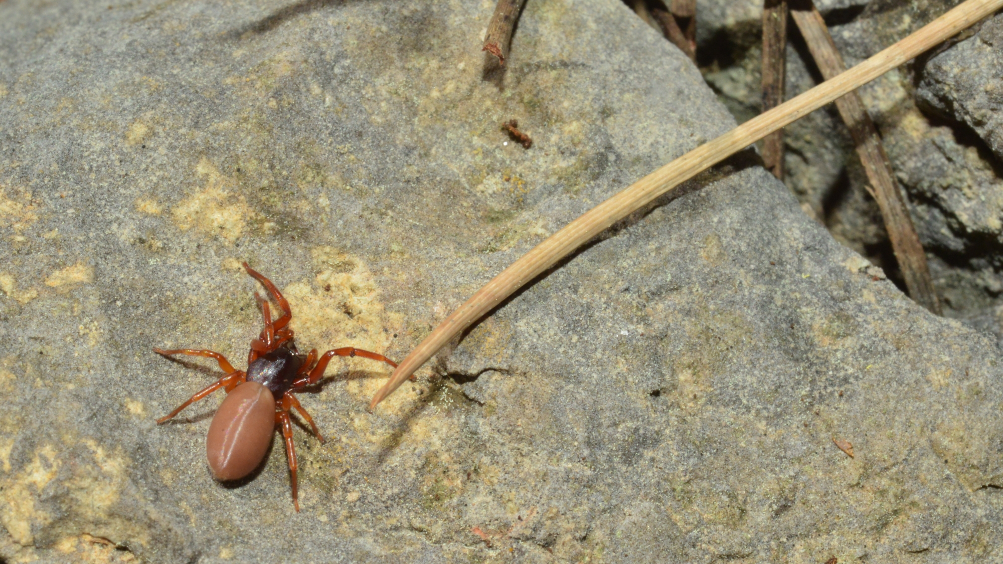 Famille des Dysderidae | Bio-Scène.org