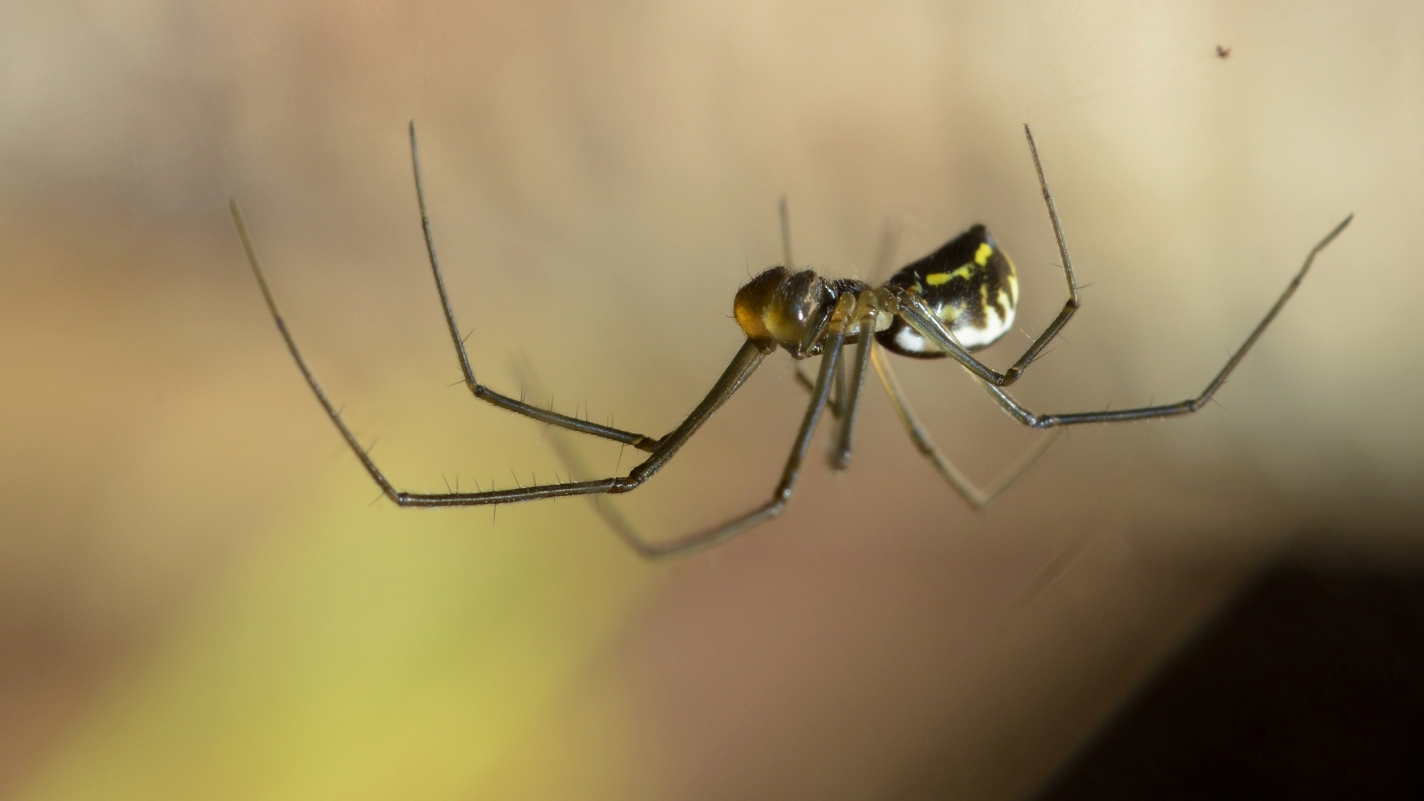Famille des Linyphiidés | Bio-Scène.org