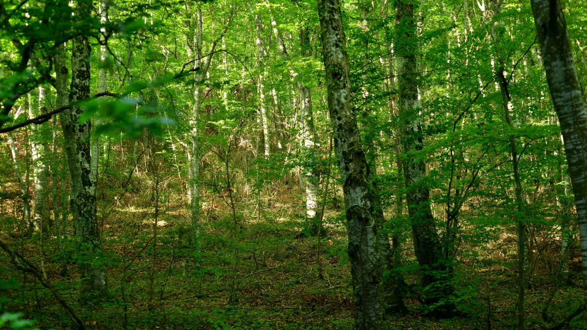 Les forêts caducifoliées | Bio-Scène.org