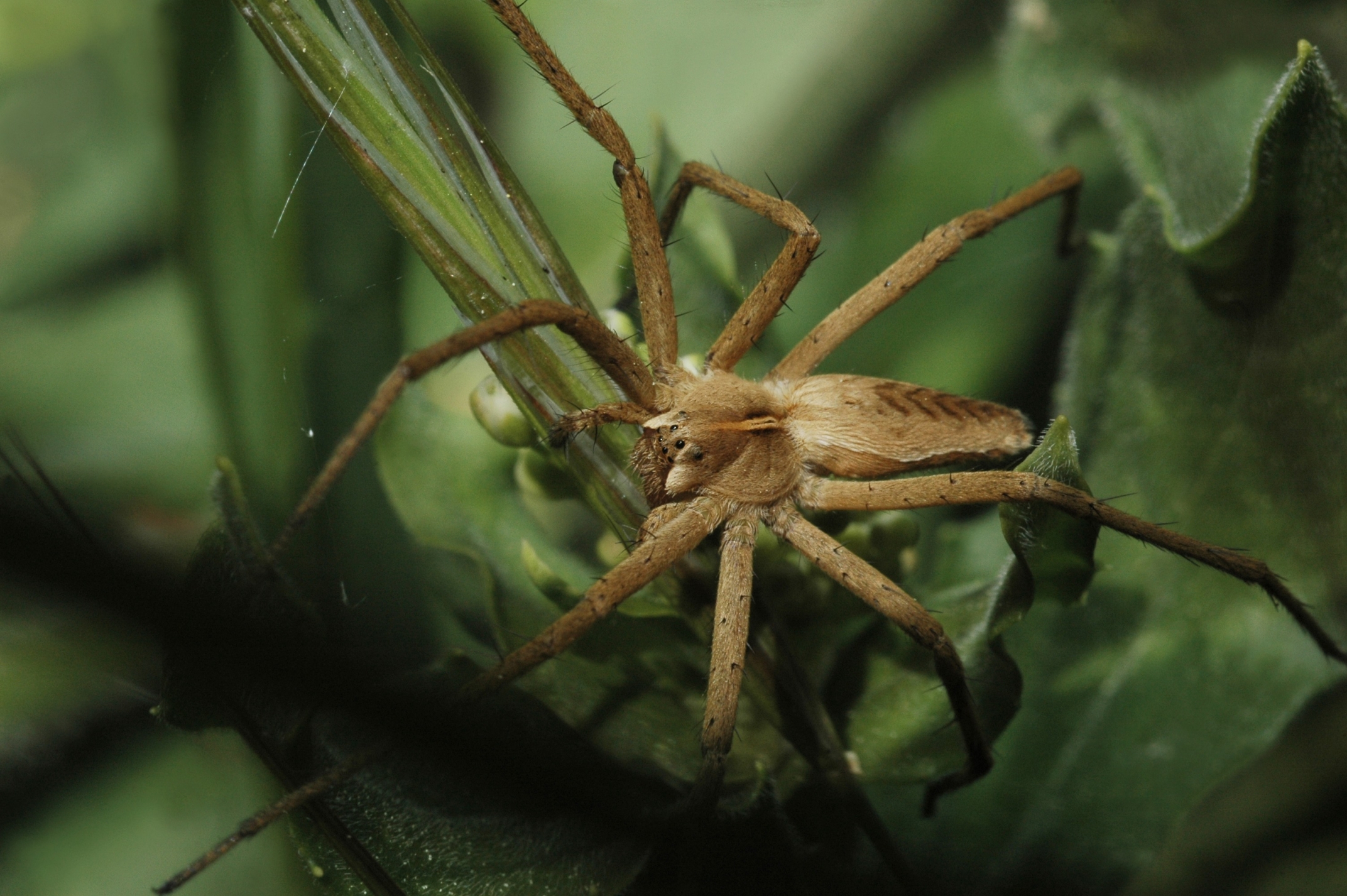 Pisaura mirabilis | Bio-Scène.org