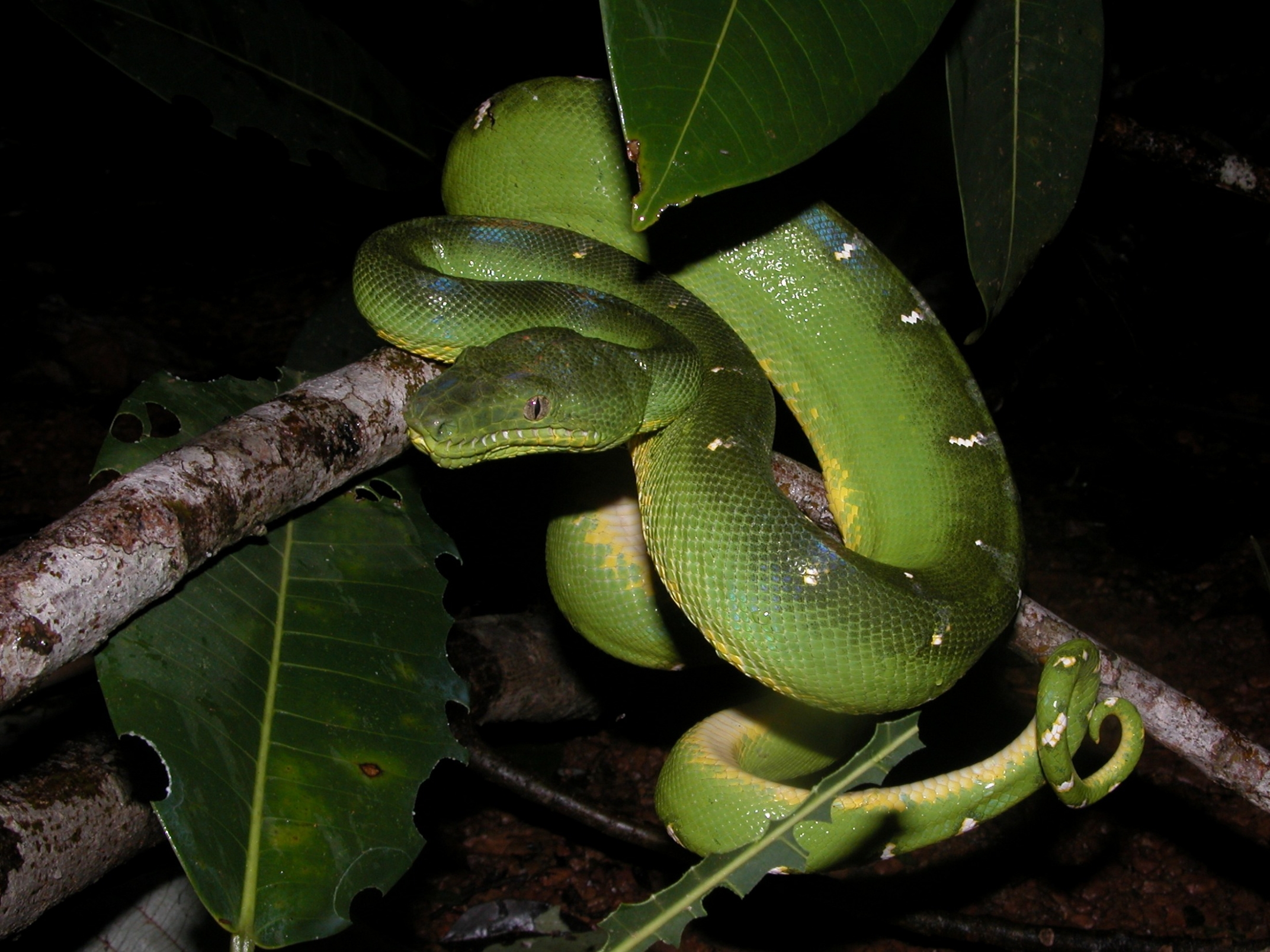 Famille des Boidés | Bio-Scène.org