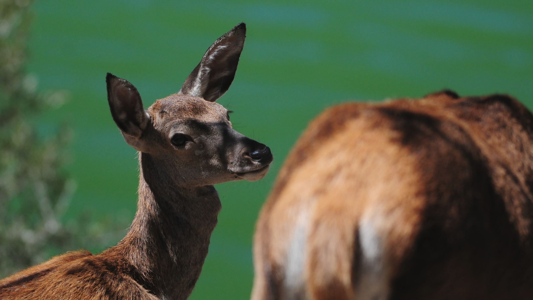 La Famille des Cervidés | Bio-Scène.org