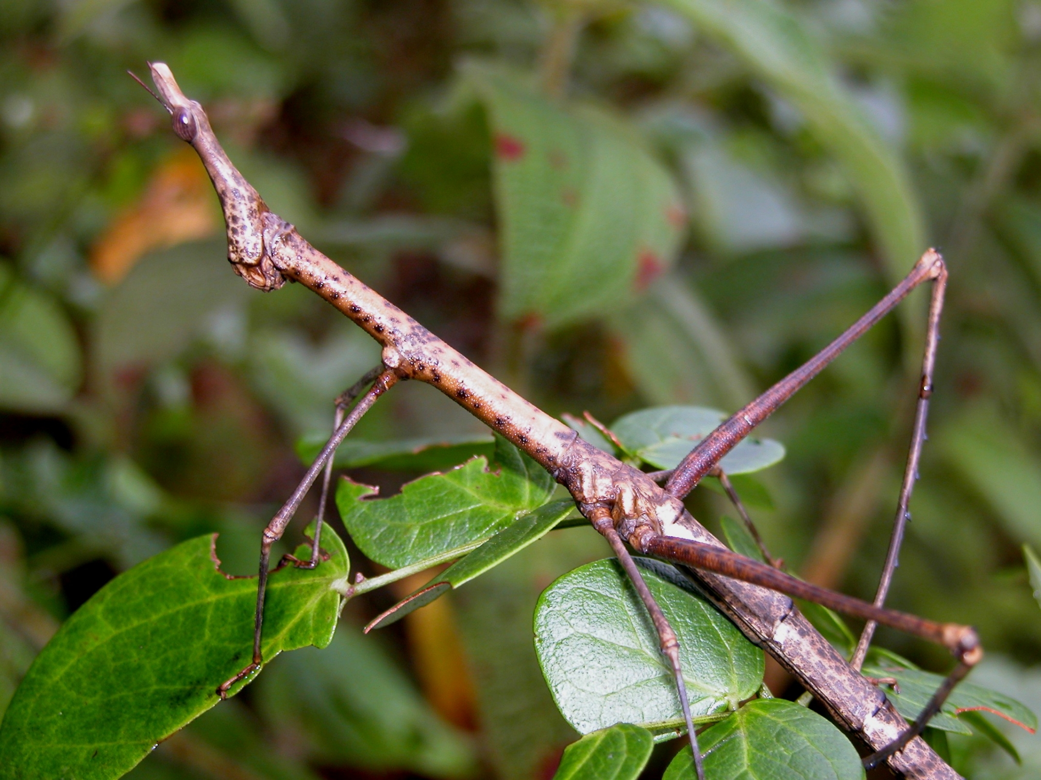 Le mimétisme optique | Bio-Scène.org