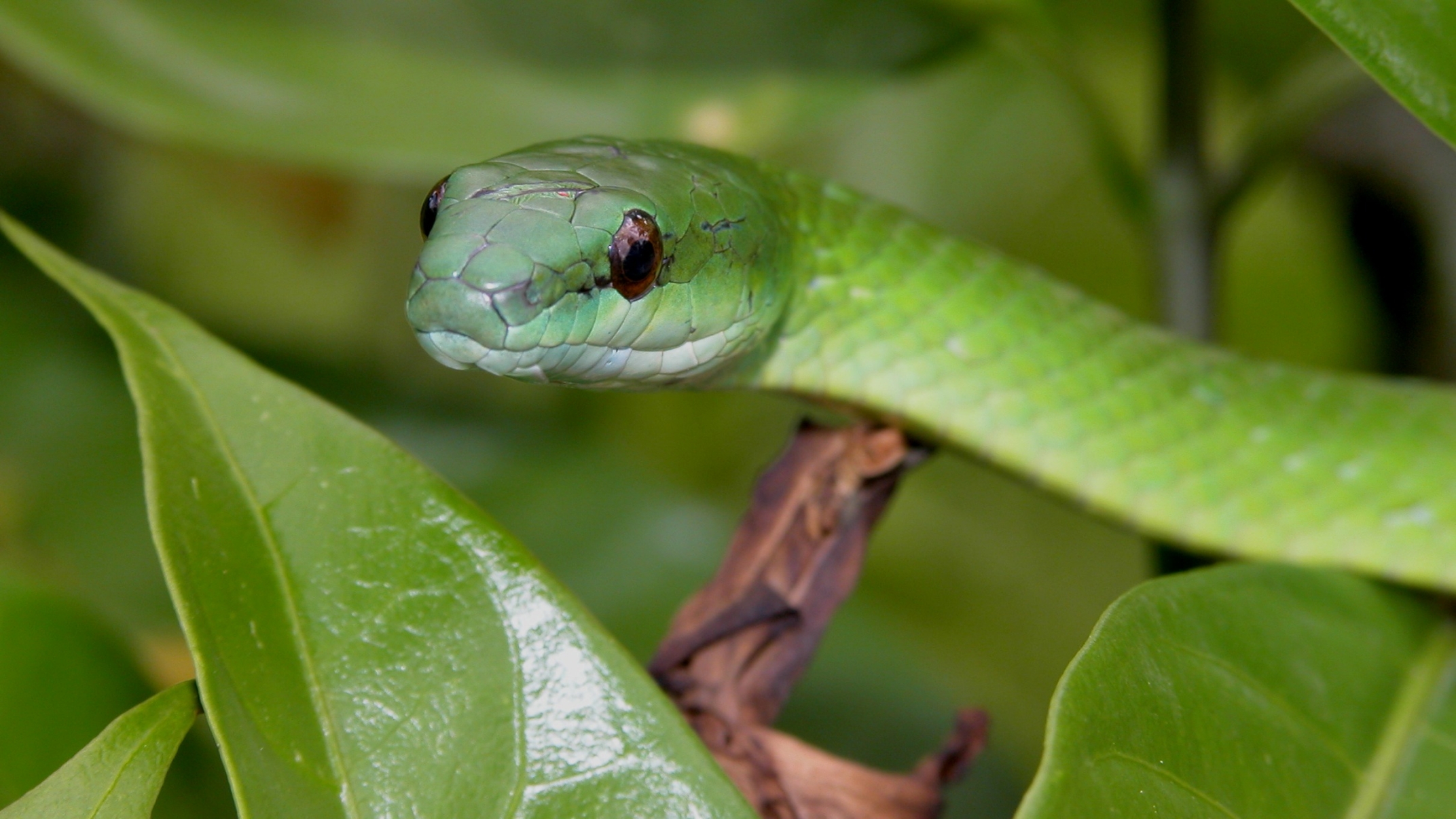 Fiche-Philodryas viridissima | Bio-Scène.org