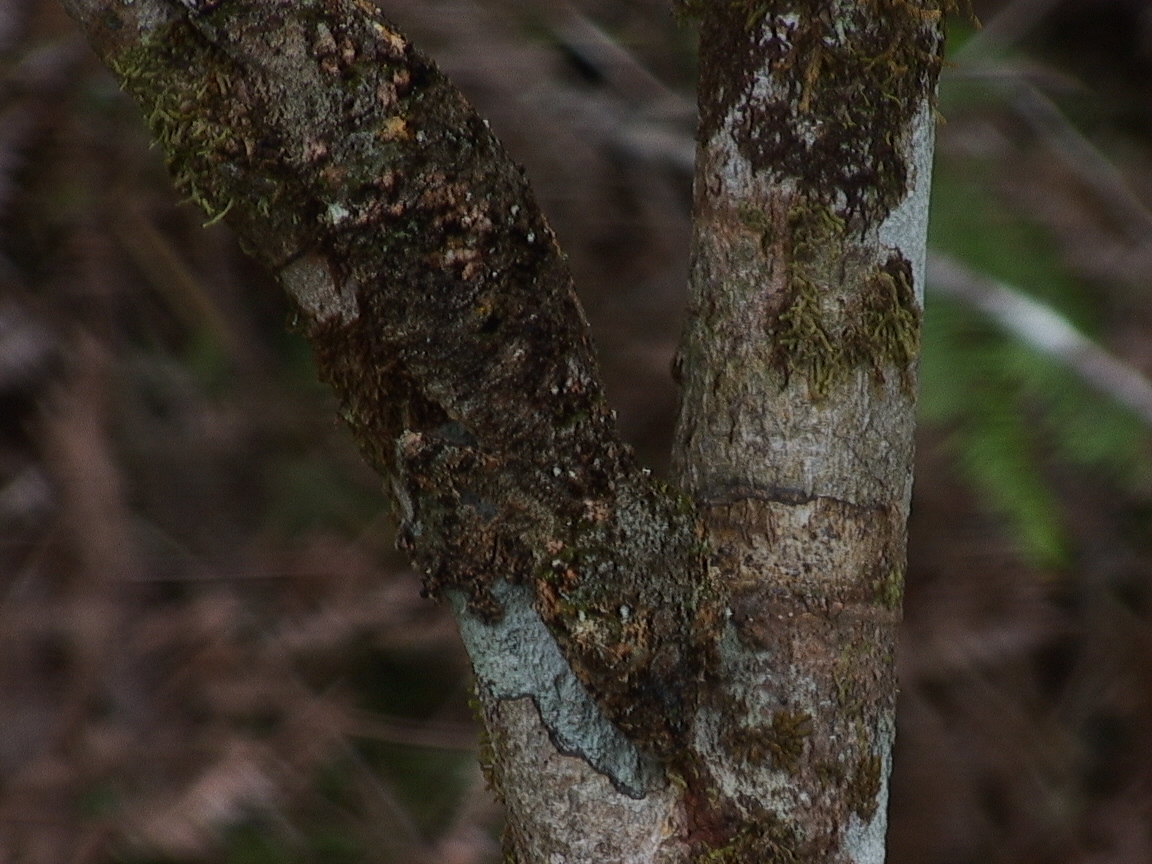 Le Mimétisme | Bio-Scène.org