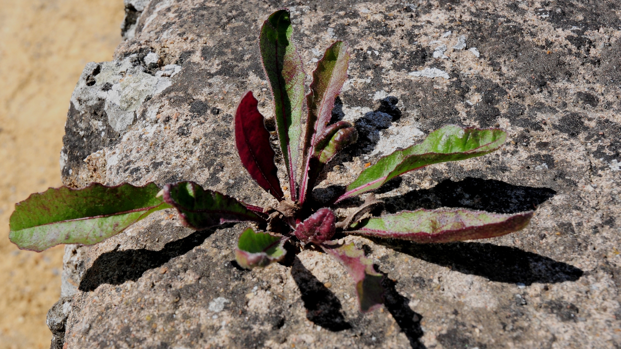 La Flore | Bio-Scène.org