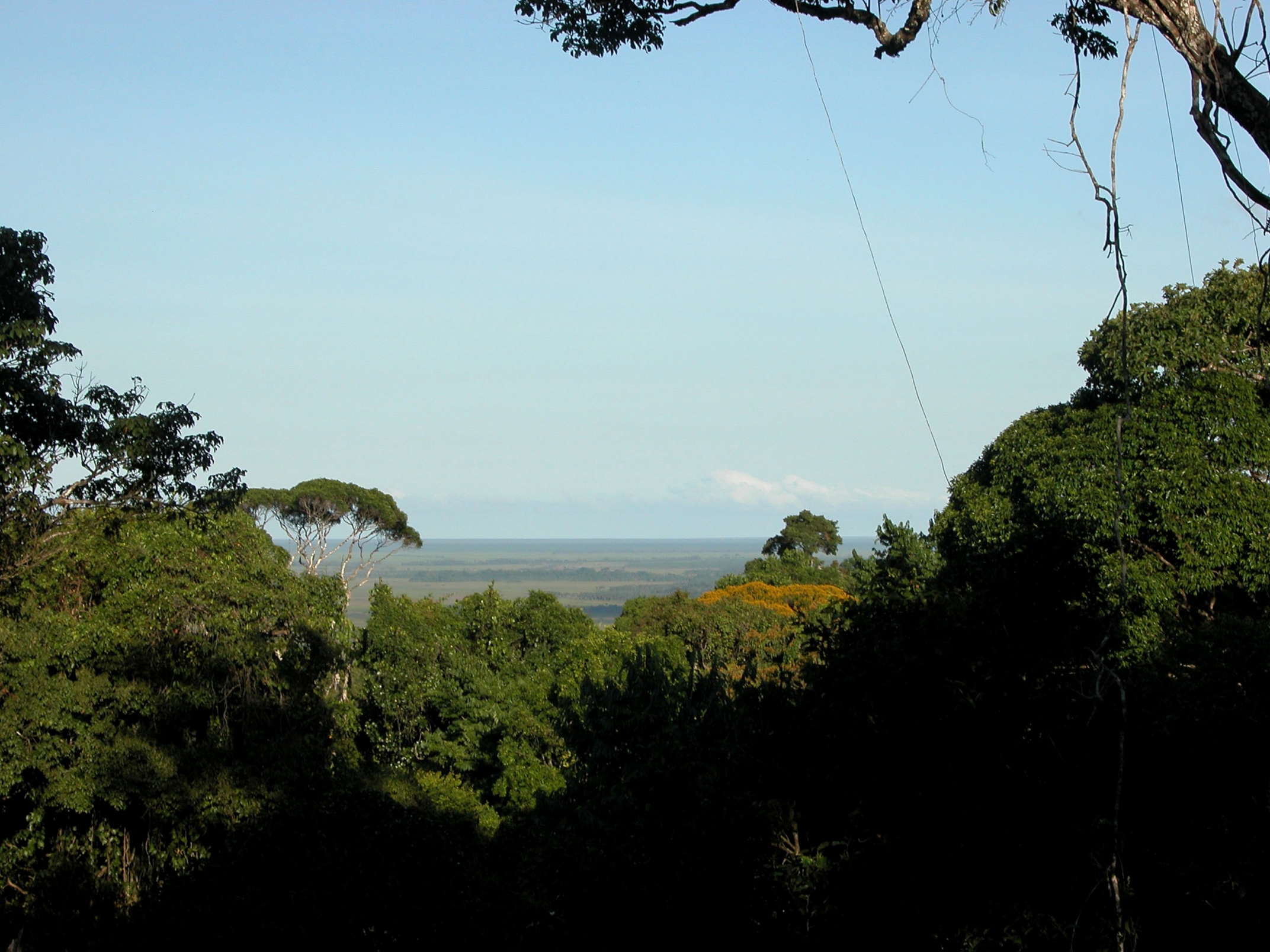 Les Forêts tropicales et subtropicales humides | Bio-Scène.org