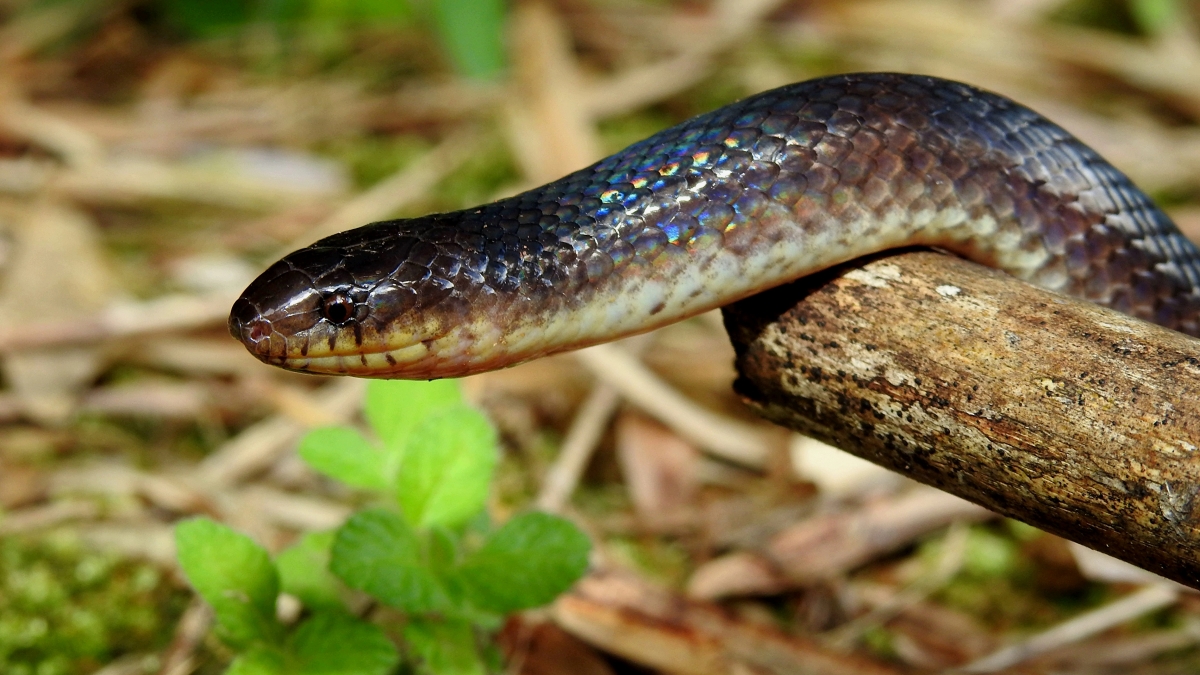 Fiche-Atractus flammigerus | Bio-Scène.org