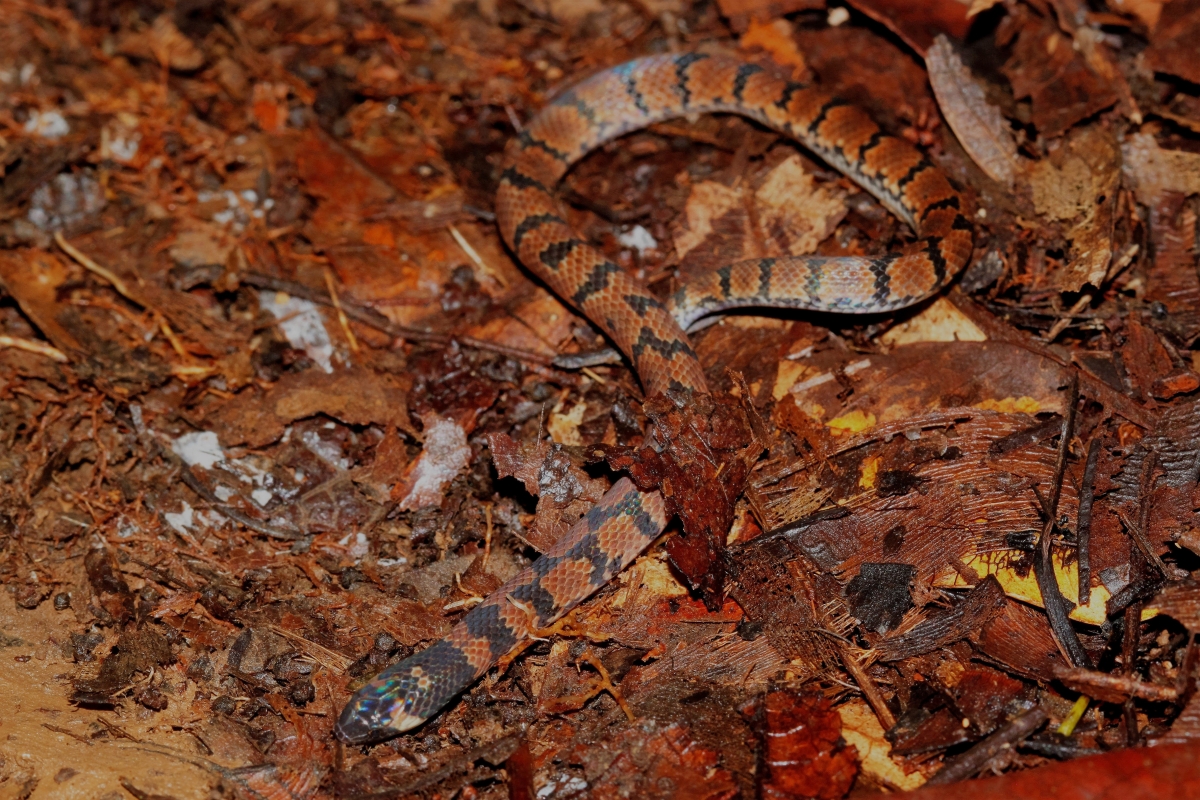 Fiche-Atractus schach | Bio-Scène.org