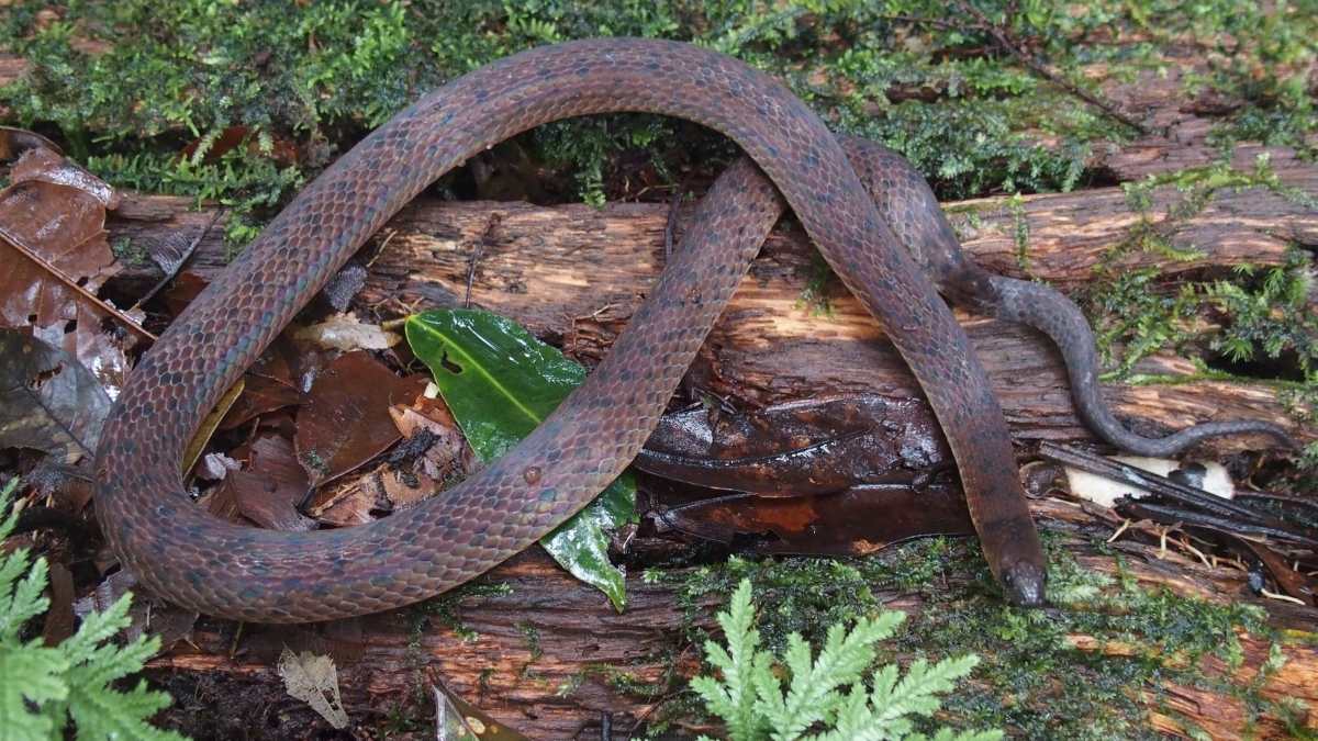 Fiche-Atractus torquatus | Bio-Scène.org