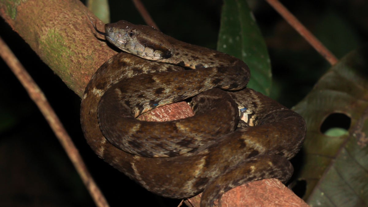 Fiche-Bothrops atrox | Bio-Scène.org
