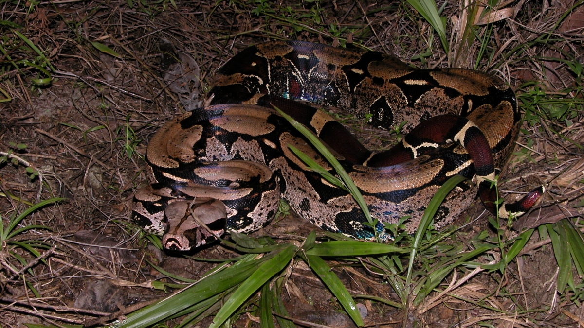 Fiche-Boa constrictor | Bio-Scène.org
