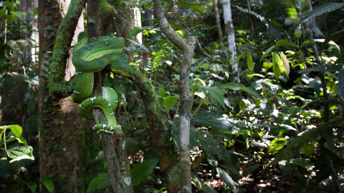 Fiche-Corallus caninus | Bio-Scène.org