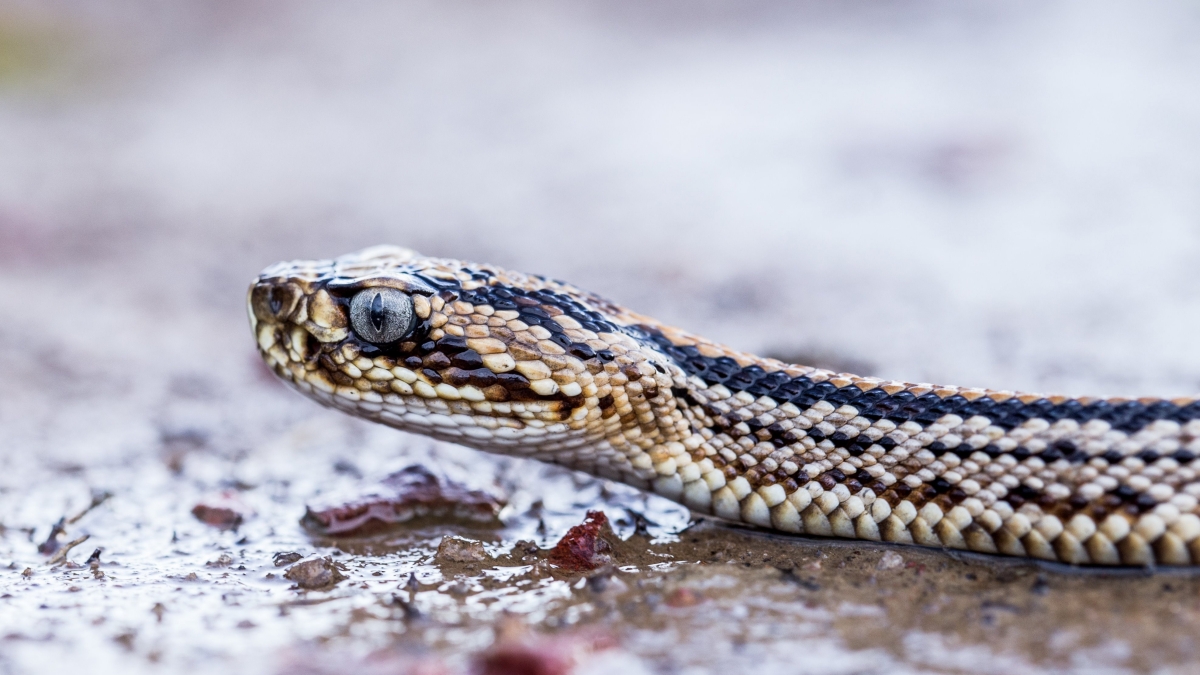 Les Serpents | Bio-Scène.org