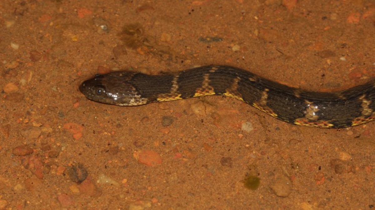 Fiche-Helicops angulatus | Bio-Scène.org