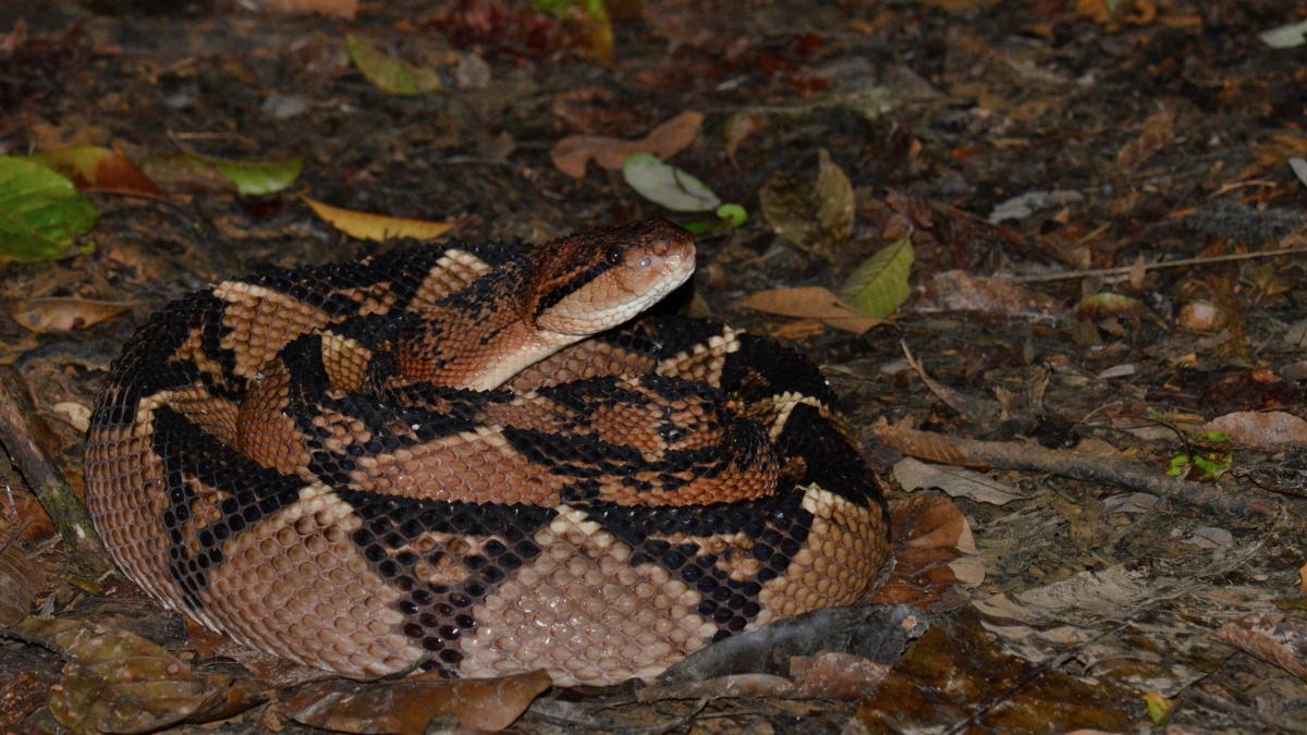Fiche-Lachesis muta | Bio-Scène.org