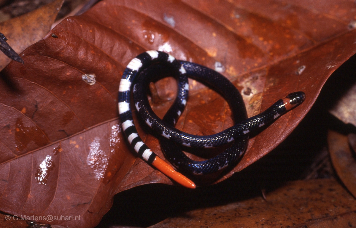 Fiche-Micrurus collaris | Bio-Scène.org