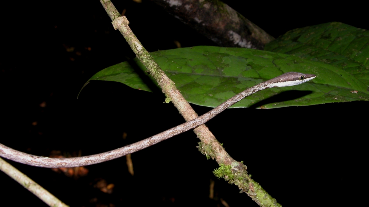 Fiche-Oxybelis aeneus | Bio-Scène.org