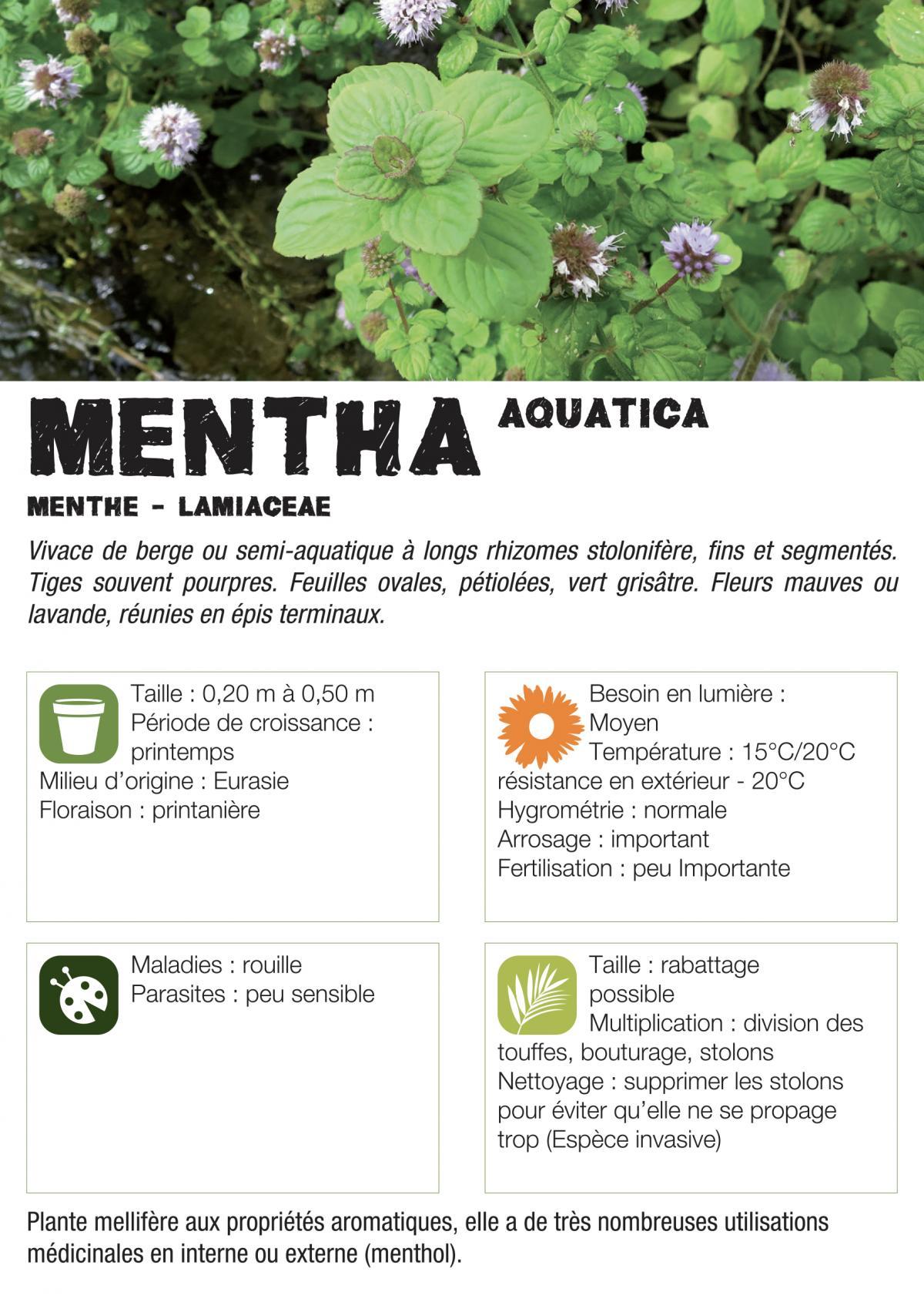 Fiche-Mentha aquatica | Bio-Scène.org