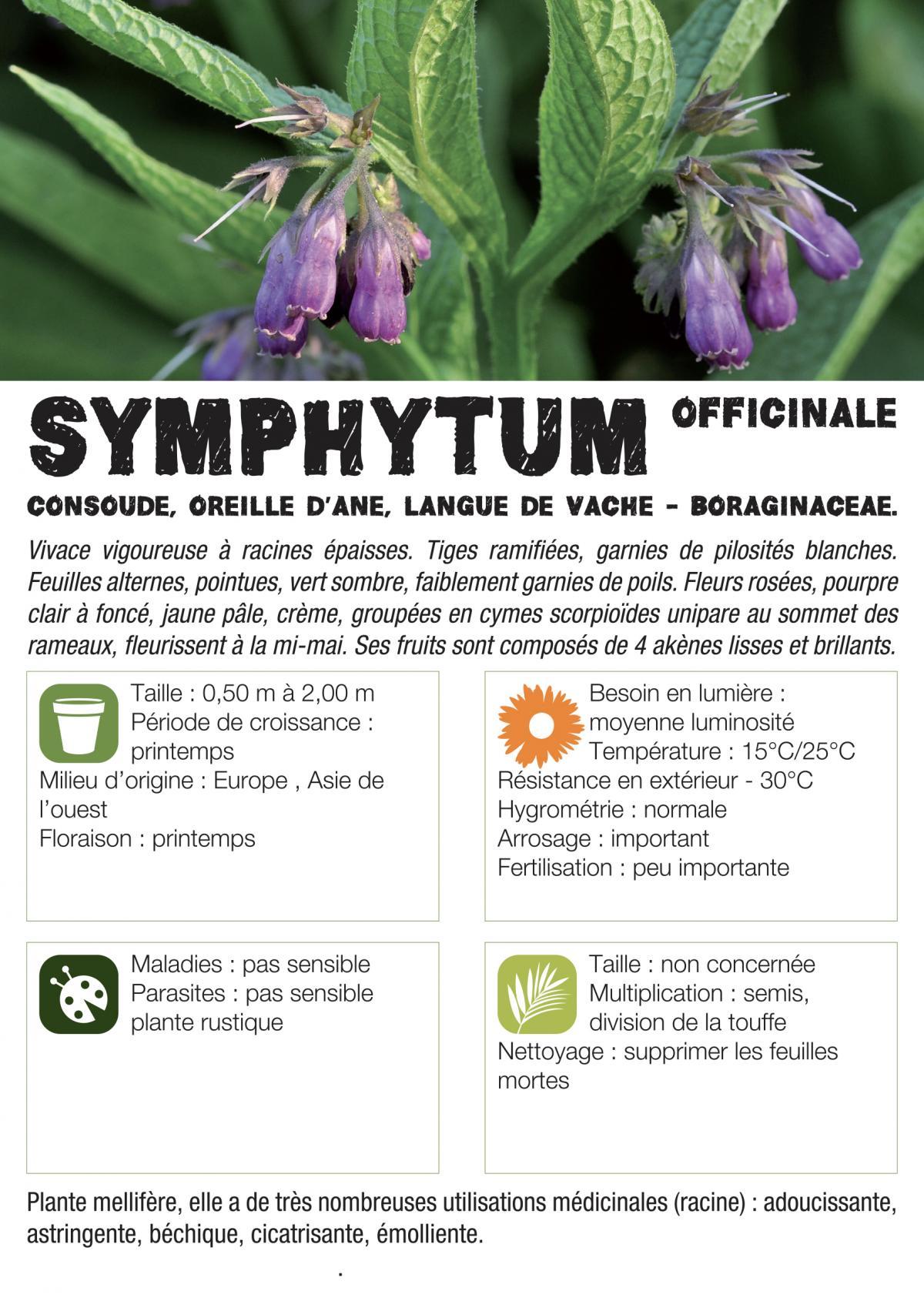 fiche-Symphytum officinale | Bio-Scène.org