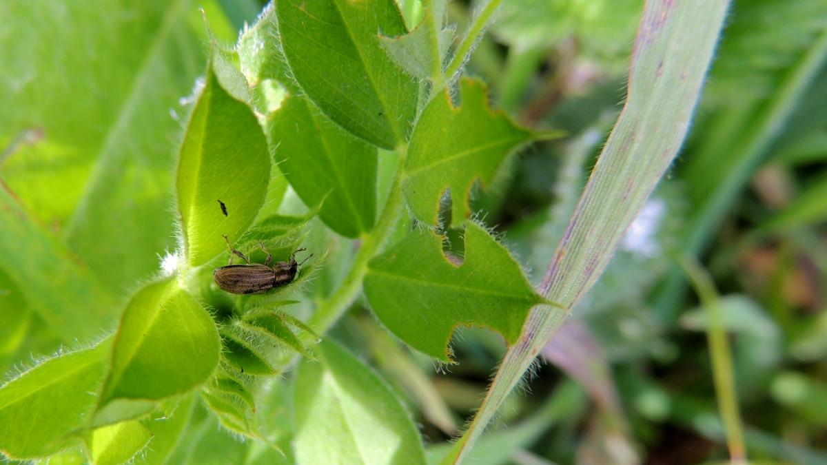 Andrion regensteinensis | Bio-Scène.org
