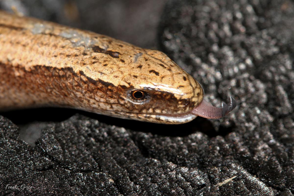 Anguis fragilis | Bio-Scène.org