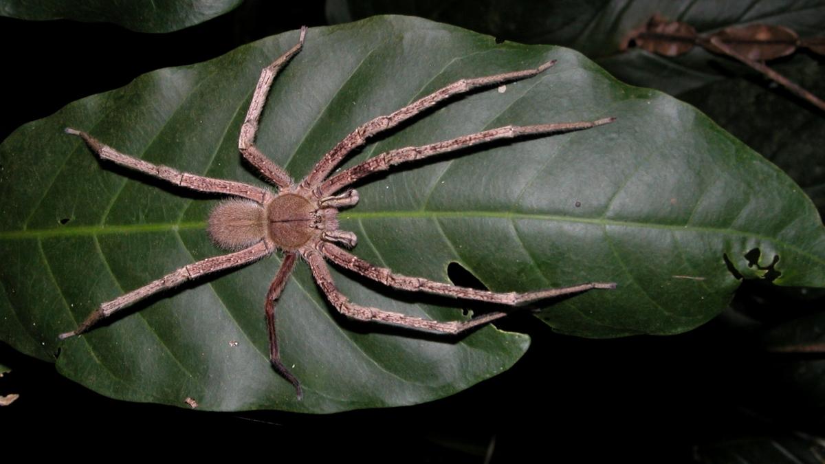 Phoneutria fera | Bio-Scène.org