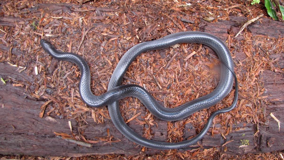 Clelia clelia | Bio-Scène.org