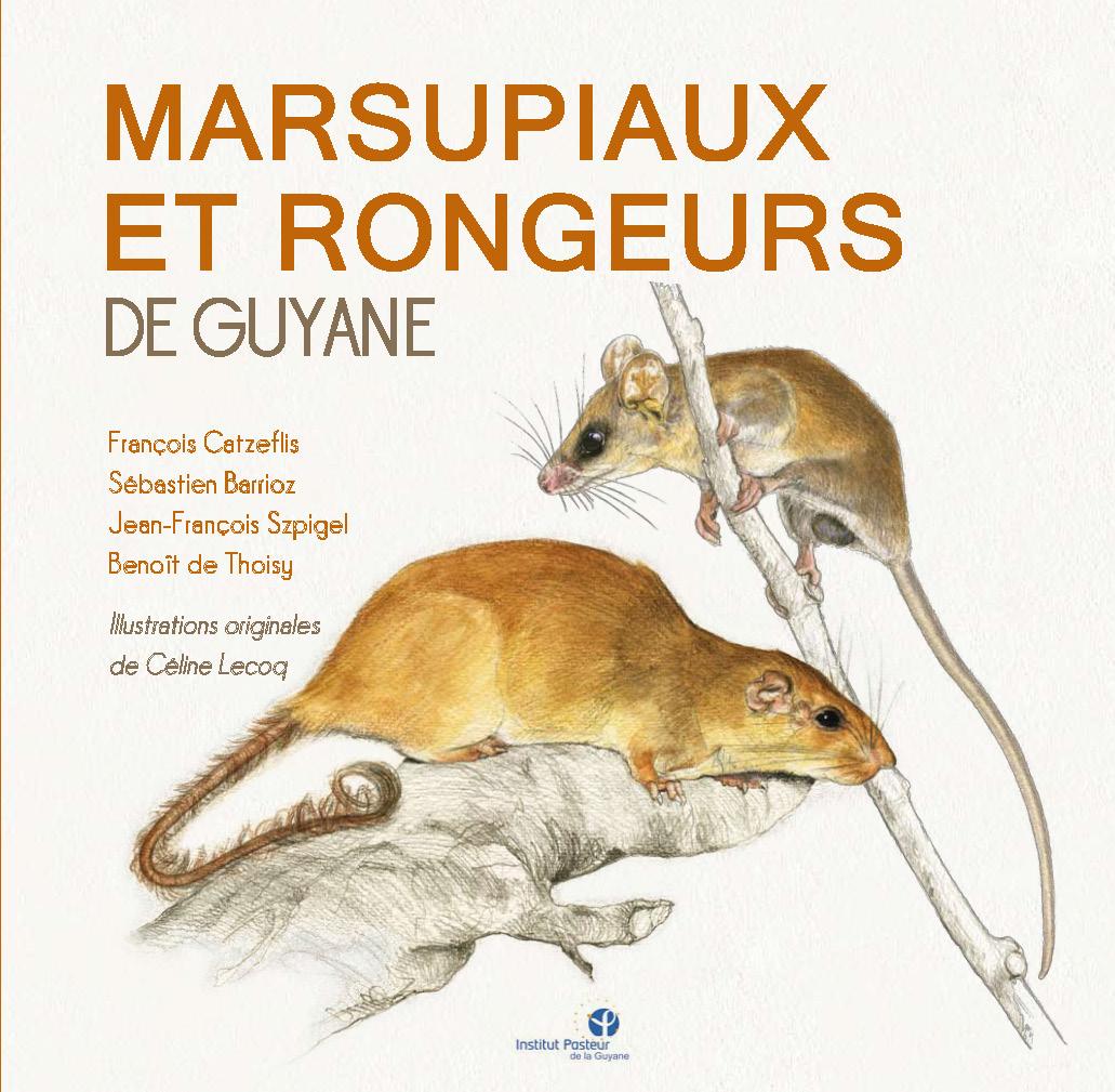 Marsupiaux-rongeurs-Guyane | Bio-Scène.org