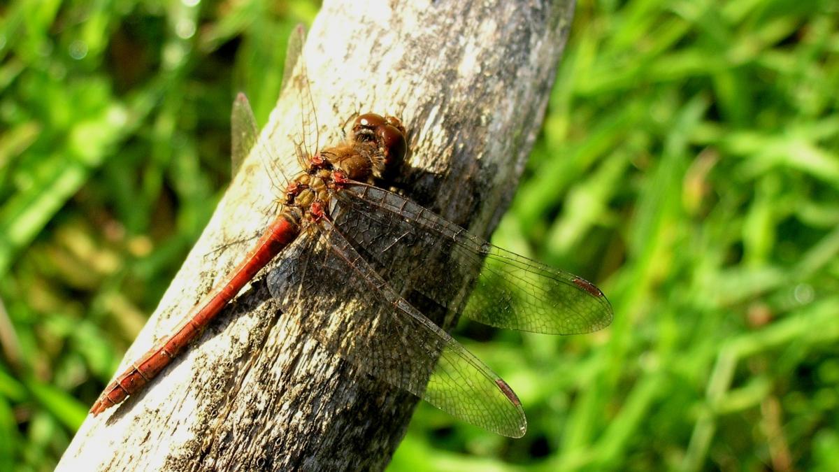Sympetrum sanguineum | Bio-Scène.org