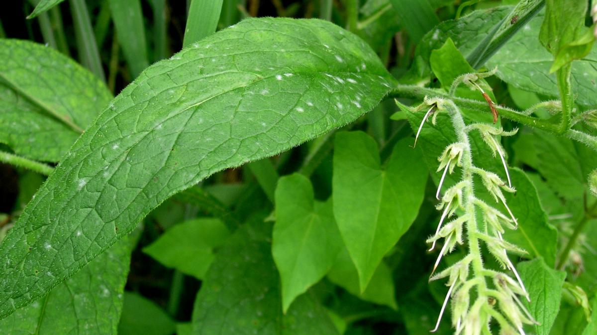 Symphytum officinale | Bio-Scène.org