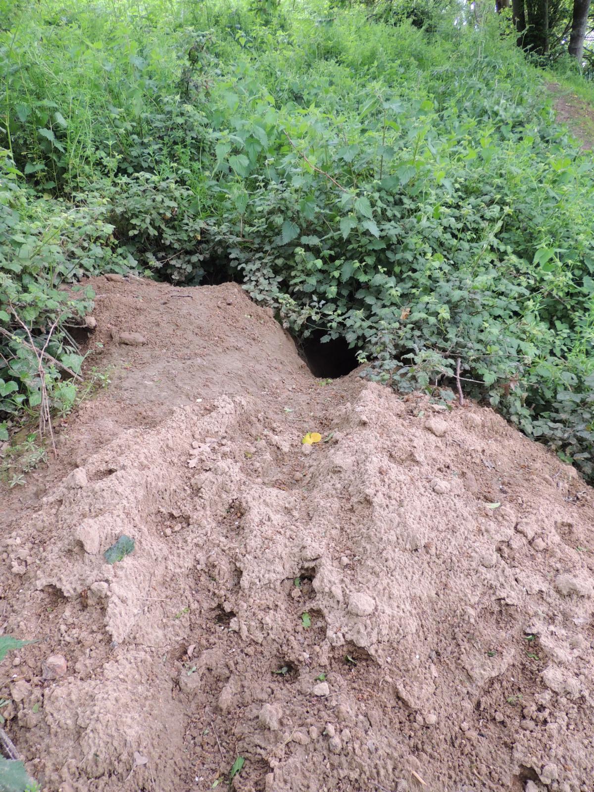 Meles meles | Bio-Scène.org