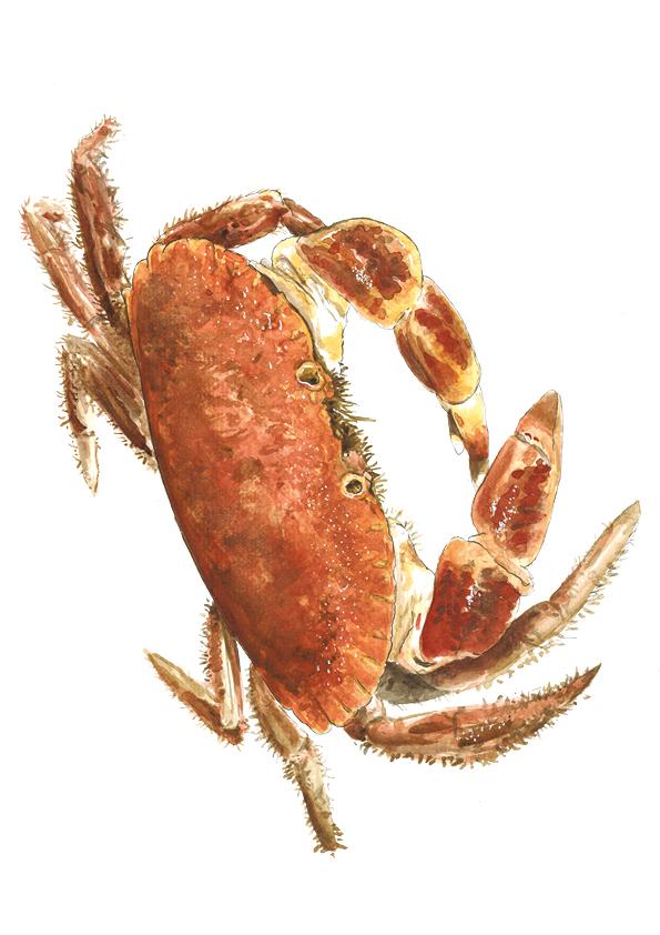 Tourteau.jpg | Bio-Scène.org