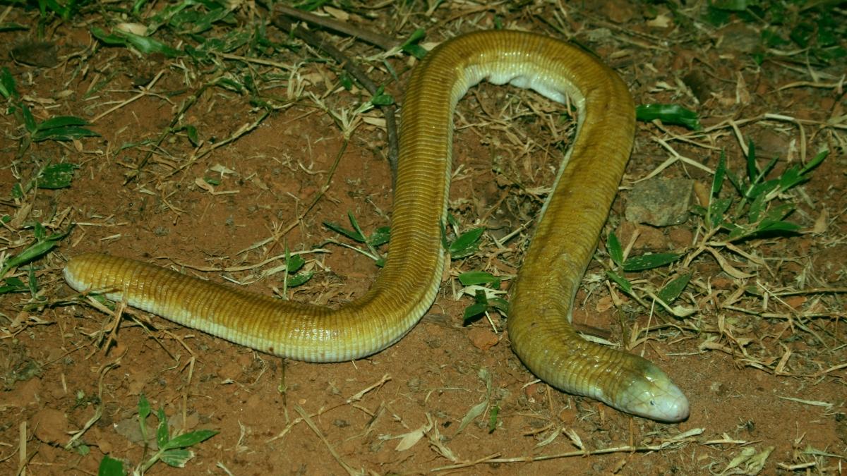 Amphisbaena alba | Bio-Scène.org