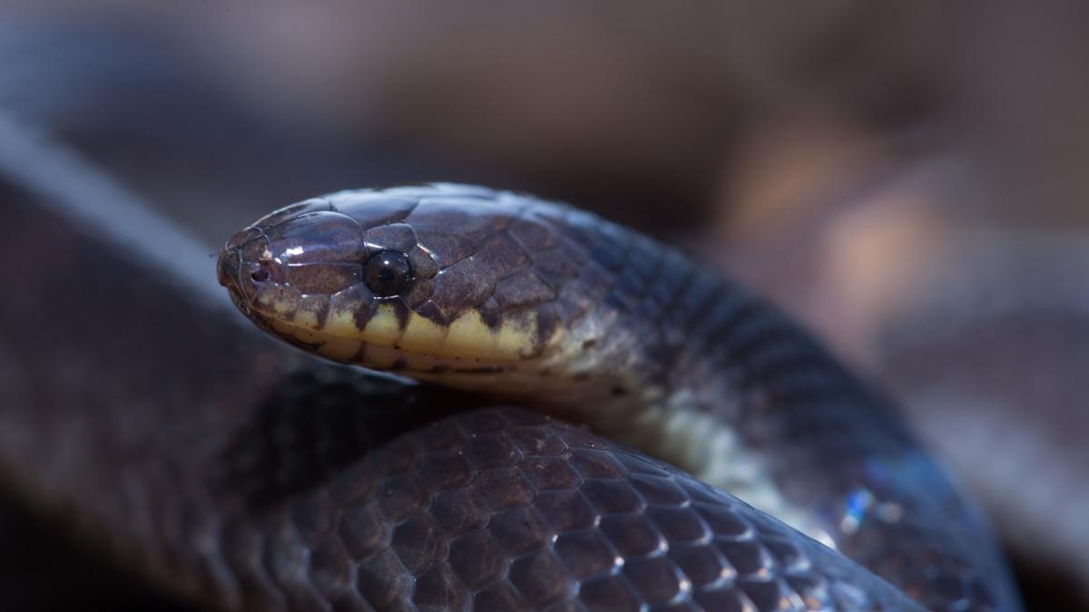 Atractus flammigerus | Bio-Scène.org