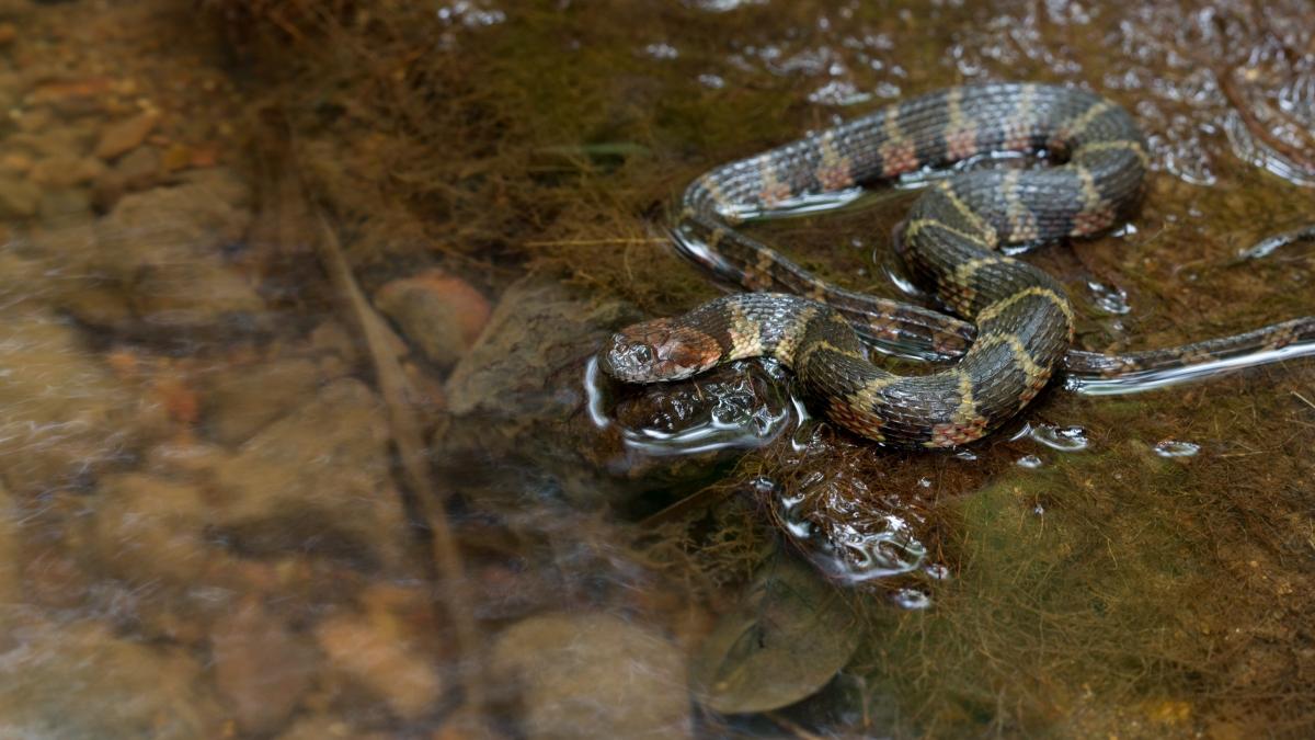 Helicops angulatus | Bio-Scène.org
