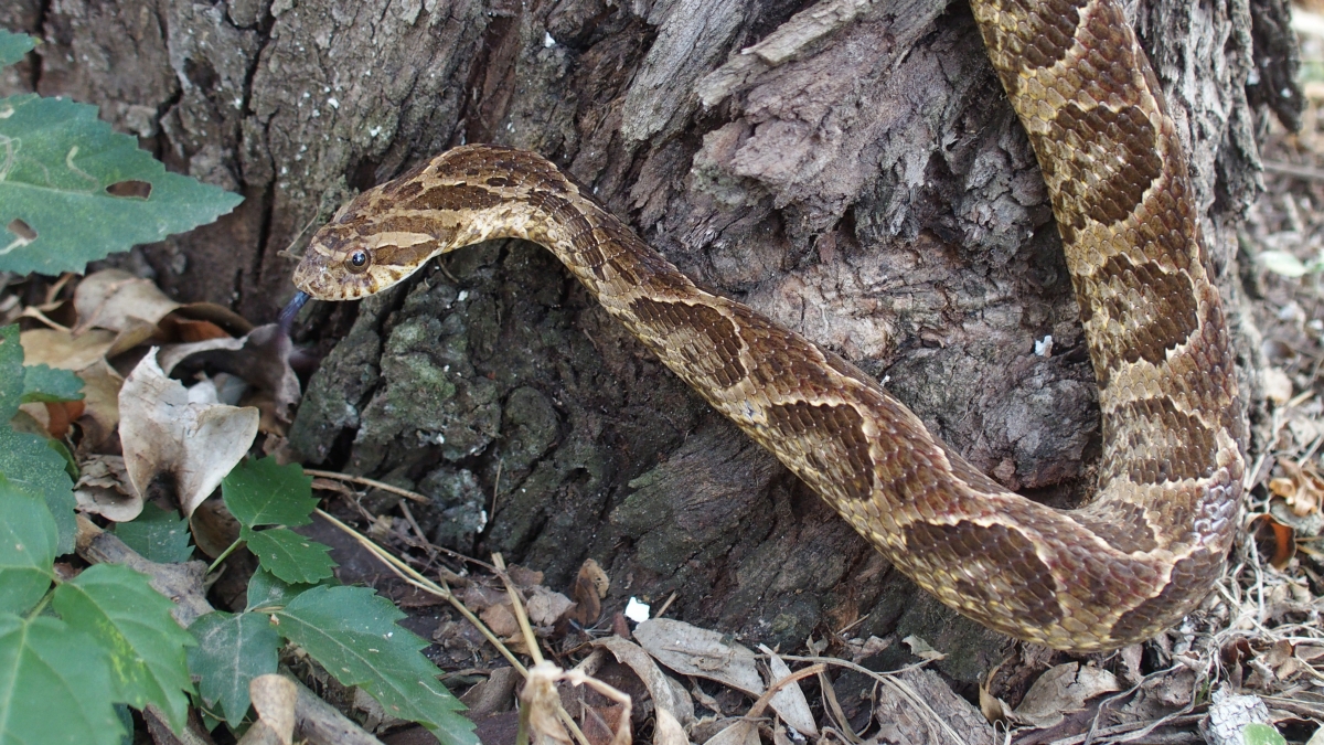Fiche-Xenodon merremii | Bio-Scène.org